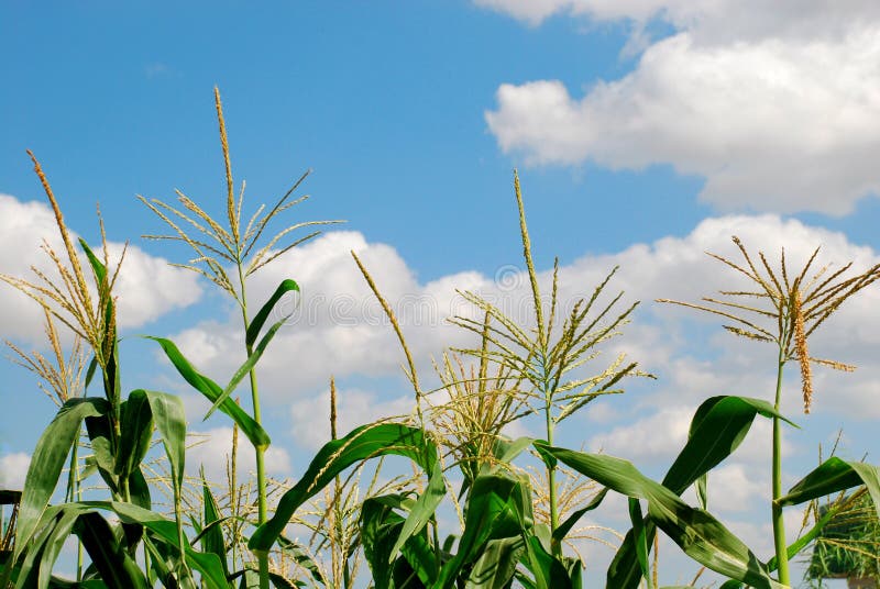 Corn field stock photo. Image of cultivar, corn, green - 2897660