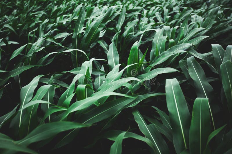 Green corn background stock photo. Image of environmental - 57503646