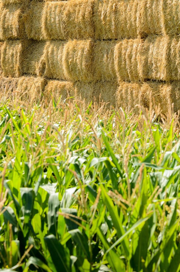 Green corn and bale stock photo. Image of countryside - 26571606
