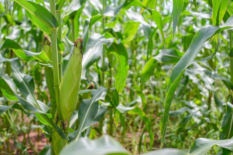 Green Corn, Beautiful and Large on the Farm Stock Photo - Image of ...