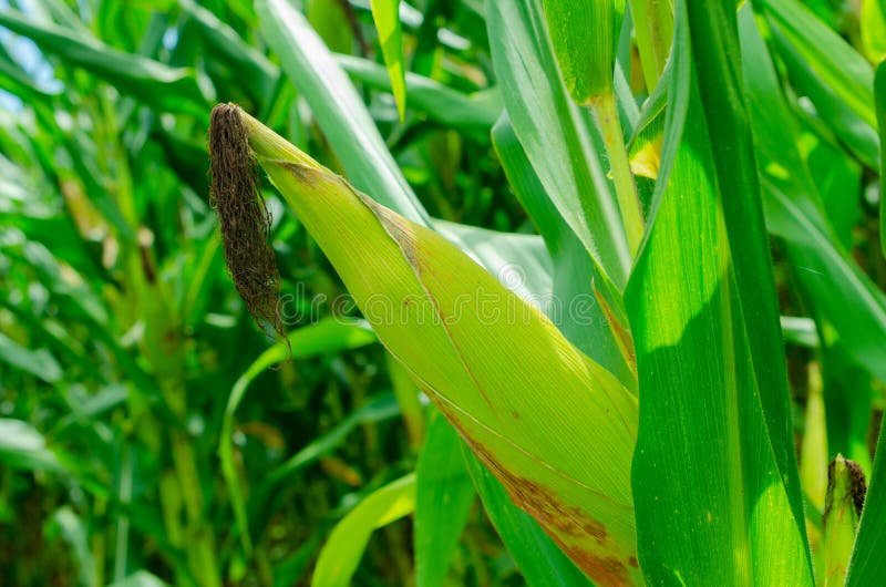 Green Corn on the Cob, Grains, Silage Stock Image - Image of silage ...