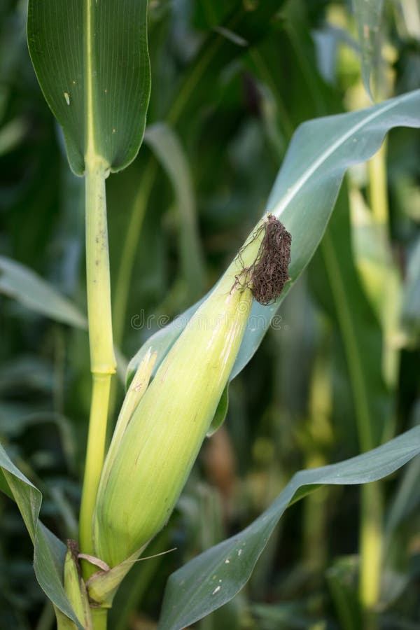 Green Corn on the Cob Growing in the Farmland Stock Photo - Image of ...
