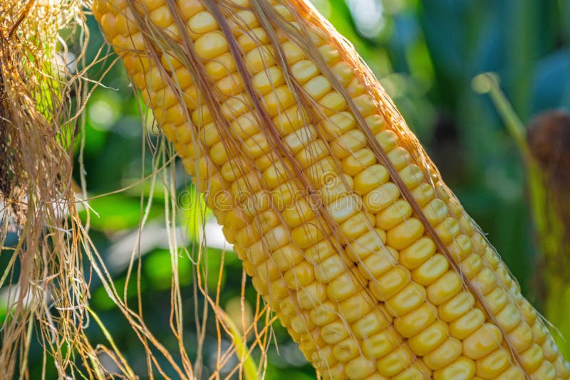 Green Corn Cobs Full of Large Grains in the Field Stock Photo - Image ...
