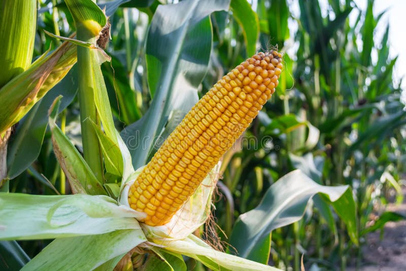 Green Corn Cobs Full of Large Grains in the Field Stock Image - Image ...