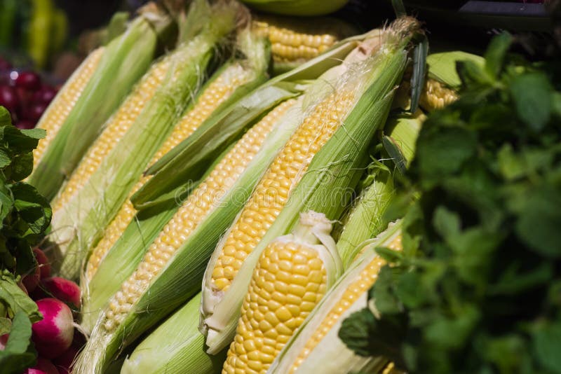 Green corn cobs in the row stock image. Image of farm - 96283445