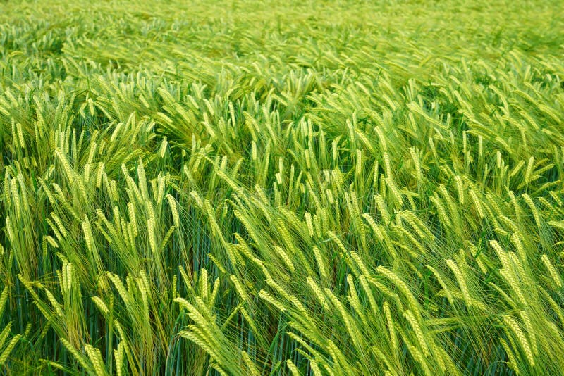 Green Corn Crop Waving in the Wind Texture Background Stock Photo ...