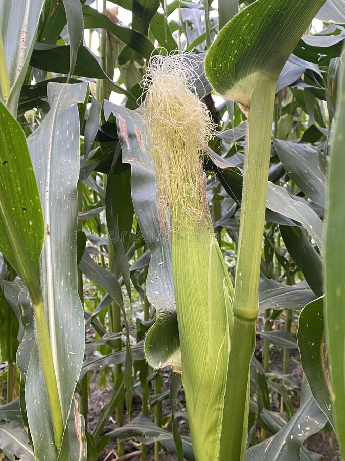 Green corn ears stock image. Image of crop, leaf, plant - 358811505