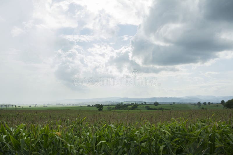 Green corn farm stock photo. Image of healthy, countryside - 99219388