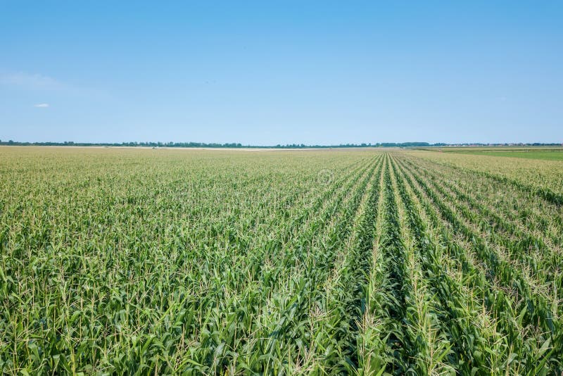 Green Corn Field, Corn Field Stock Image - Image of farming, corn ...