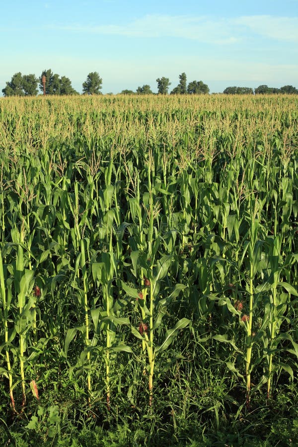 Green corn field stock image. Image of rural, corn, land - 26590437