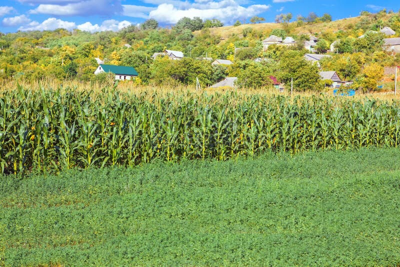 Green corn field stock image. Image of landscape, countryside - 109436101