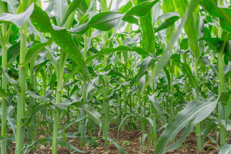 Green corn field. stock image. Image of freshness, corn - 82210439