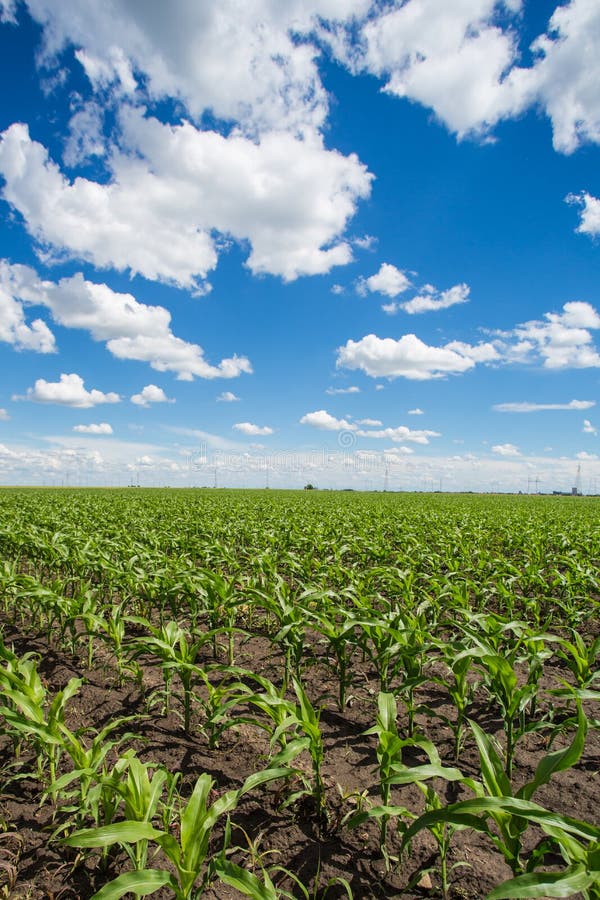 Green corn field stock image. Image of beautiful, cloud - 31402509
