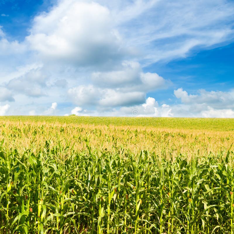 Green Corn Field and Blue Sky Stock Image - Image of summer, grassland ...