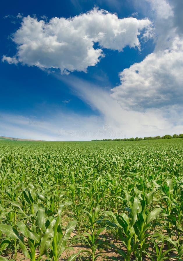 Green Corn Field and Blue Sky with White Clouds Stock Photo - Image of ...