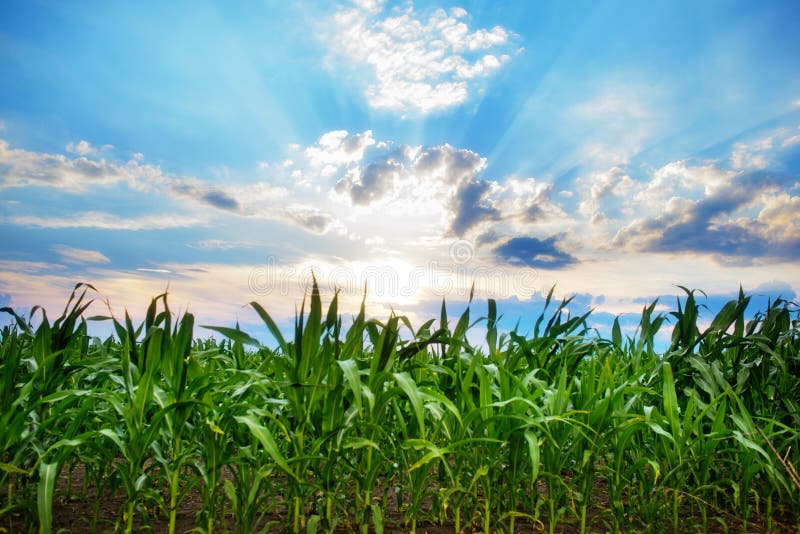 Green Corn Field,blue Sky and Sun on Summer Day. Stock Photo - Image of ...