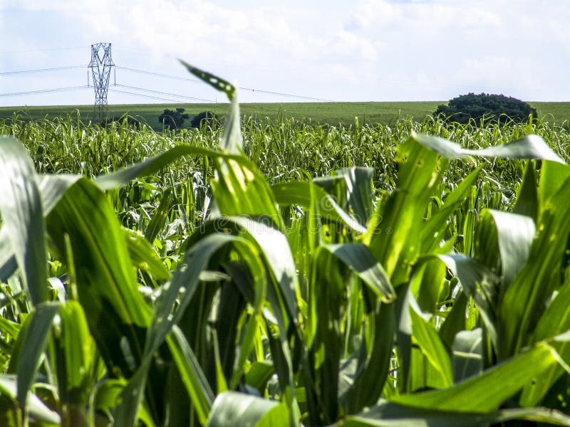 Green corn field stock photo. Image of farmer, grain - 146574984