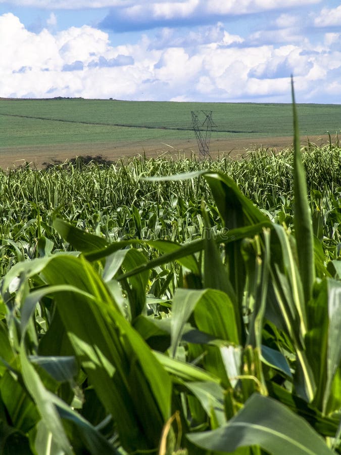 Green Corn field stock photo. Image of corn, cultivate - 146575170