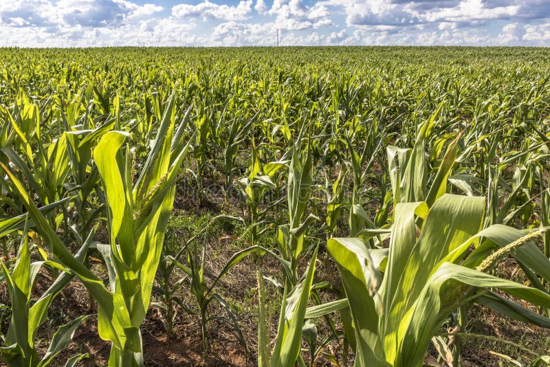 Green corn field stock photo. Image of agricultural - 198291728