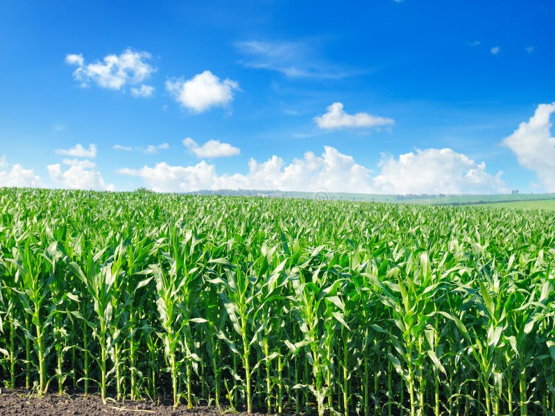 Green Corn Field and Bright Blue Sky Stock Image - Image of growth ...