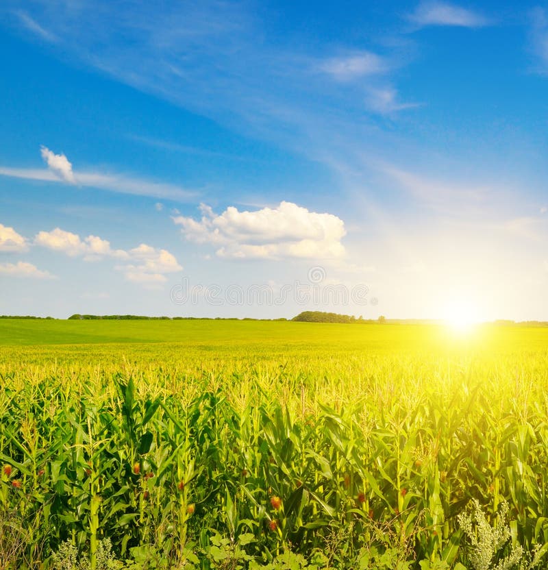 Green Corn Field and Bright Sun on a Blue Sky Stock Photo - Image of ...