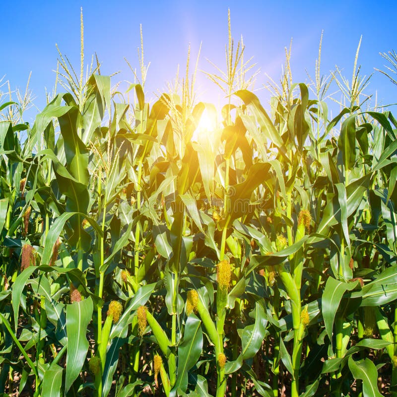 Green Corn Field and Bright Sun Stock Image - Image of green, grass ...