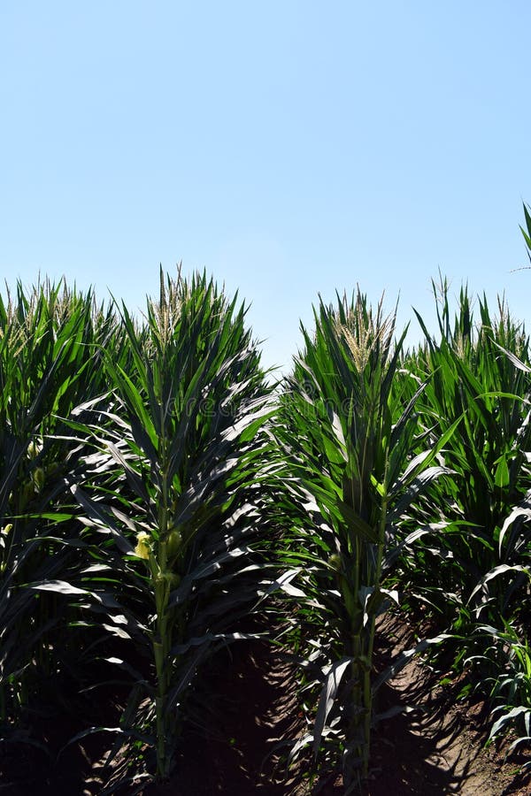 A Green Corn Field Close Up of Tree Corn Stock Photo - Image of season ...