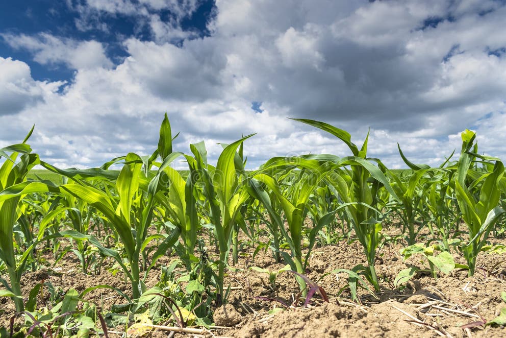 Green Corn Field in the Eastern Bulgaria Stock Photo - Image of corn ...