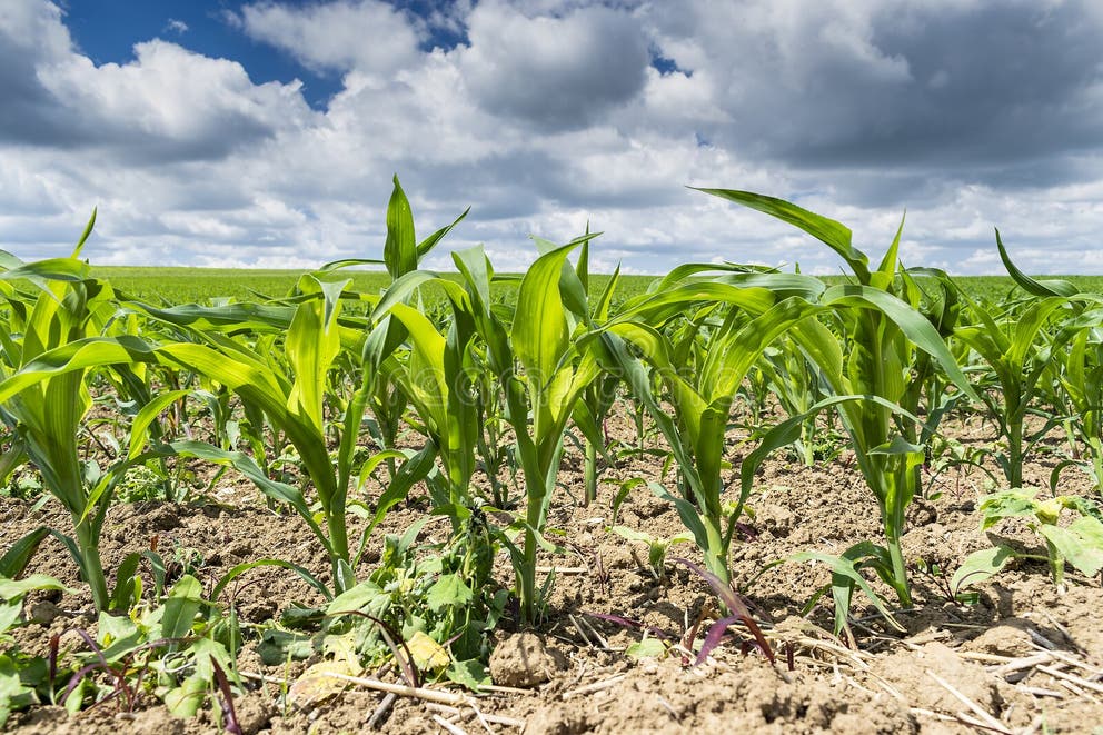 Green Corn Field in the Eastern Bulgaria Stock Photo - Image of farm ...