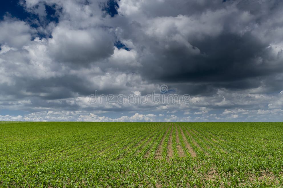 Green Corn Field in the Eastern Bulgaria Stock Photo - Image of meadow ...