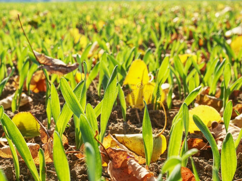 Green Corn Field within Fall Months. Agriculture Background Stock Image ...