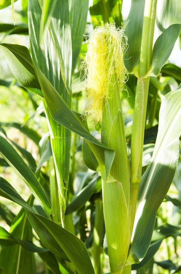 Green corn stock image. Image of corn, environment, plant - 35253563