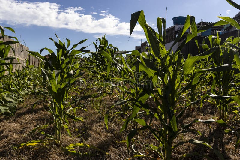 Green Corn Field on the Farm Stock Image - Image of cultivation ...