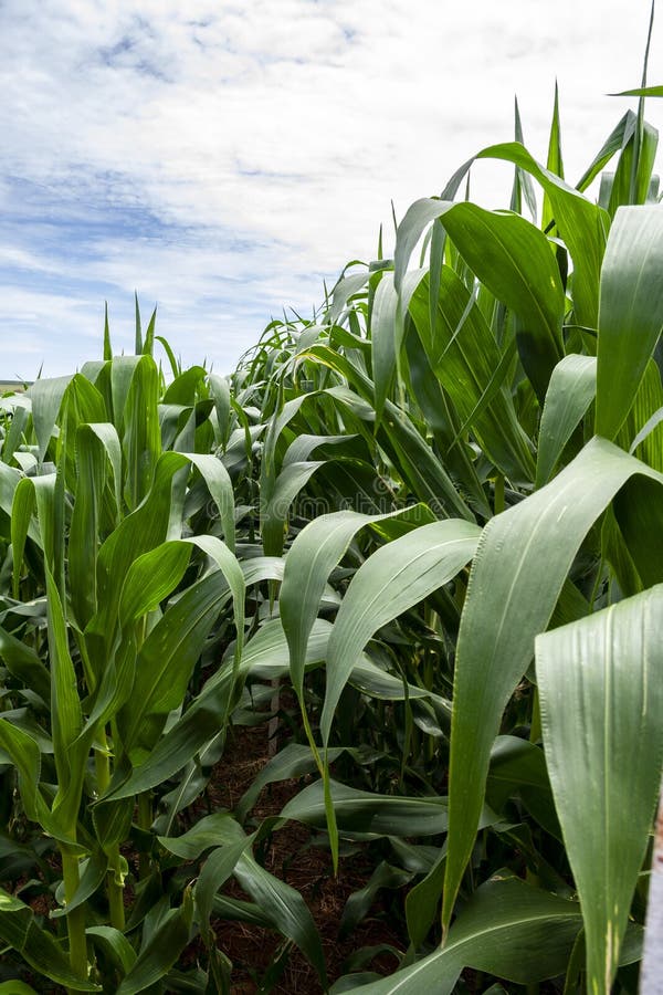 Green Corn Field in Farm on Minas Gerais State Stock Photo - Image of ...