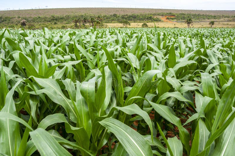 Green Corn Field in Farm on Minas Gerais State Stock Photo - Image of ...
