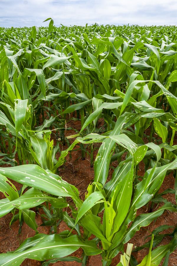 Green Corn Field in Farm on Minas Gerais State Stock Image - Image of ...