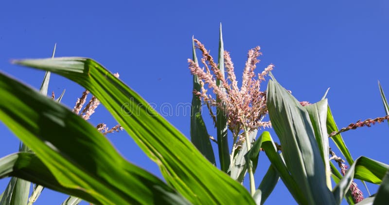 New Green Corn in the Field during Flowering and Pollination Stock ...