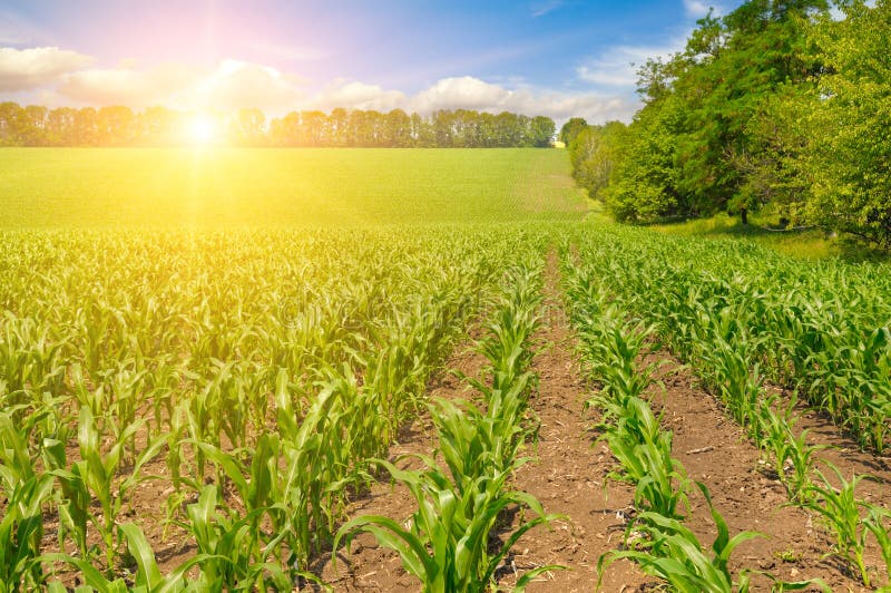 Green Corn Field, Forest Belt and Bright Sunrise Stock Image - Image of ...