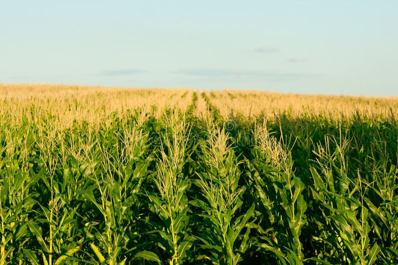 Green Corn Field - Fresh and Clean Stock Photo - Image of healthy ...