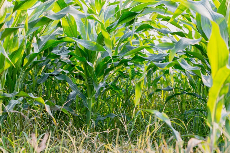 Weeds in a corn field stock photo. Image of photography - 183791802