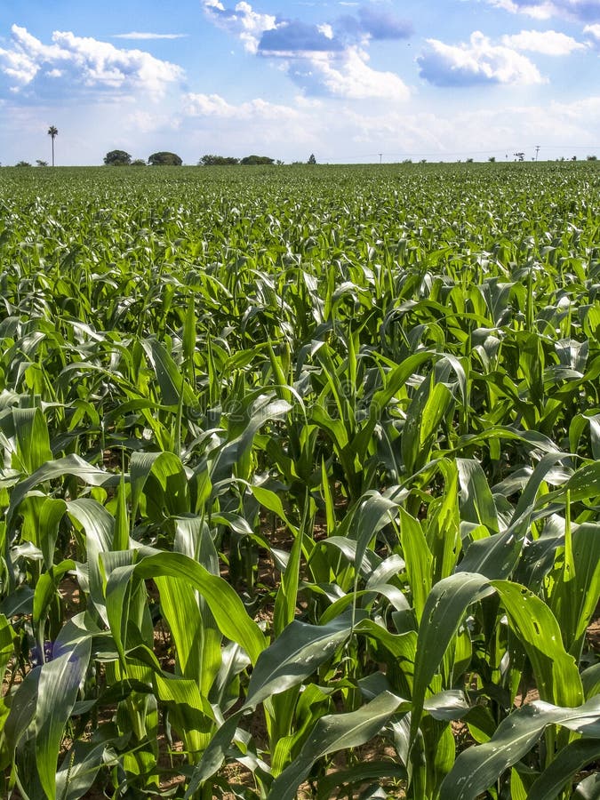 Green Corn field stock photo. Image of dust, dirt, brazil - 146575060