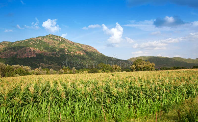 Green corn field stock image. Image of horizon, environment - 44381631