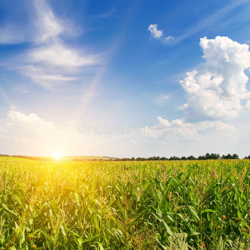Green Corn Field and Light Shines Sun Set Stock Image - Image of ...