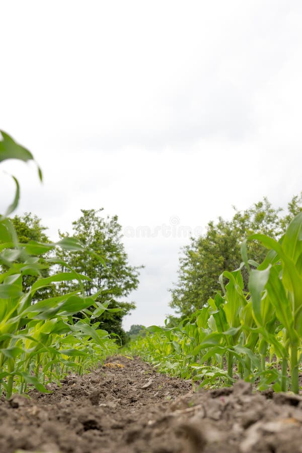 Corn Field with Young Corn Maize Plants Stock Photo - Image of ...