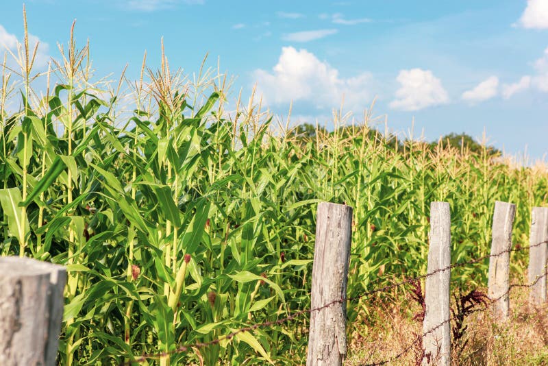Green corn field stock photo. Image of farming, field - 129204734