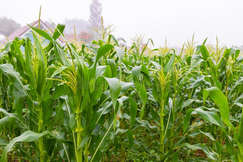 Green Corn Field with Morning Fog Stock Photo - Image of outdoor, seed ...