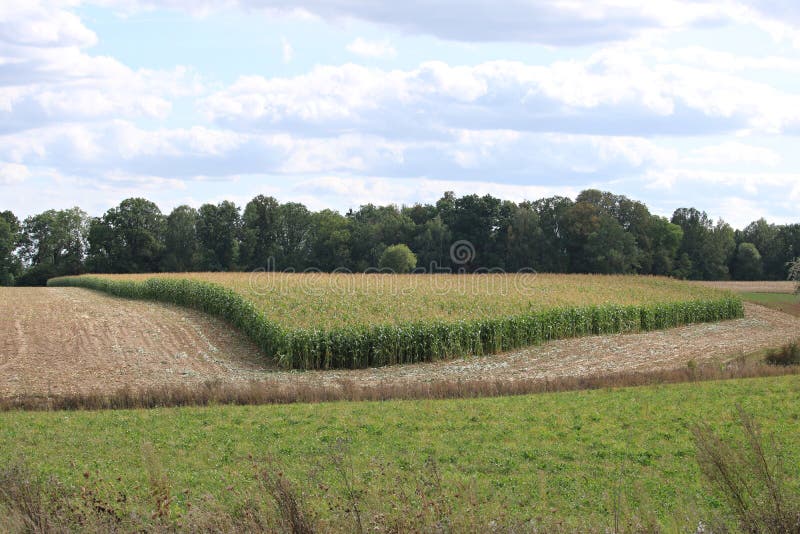 Green Corn Field Mowed Around the Perimeter on a Clear Autumn Day Stock ...