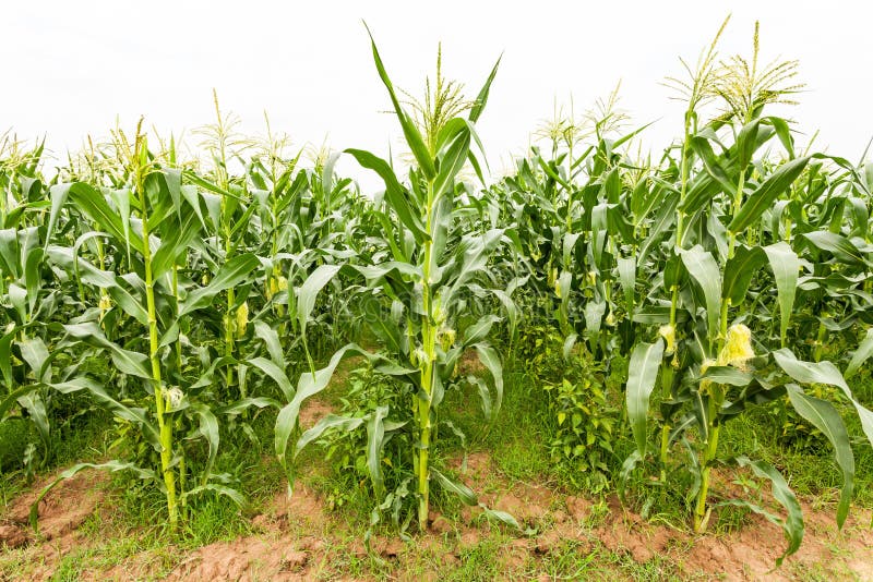 Green corn field stock photo. Image of fresh, cloud, countryside - 50920920