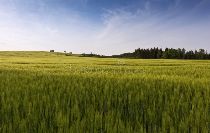 Green Corn Field Seed-corn in Spring Stock Photo - Image of season ...