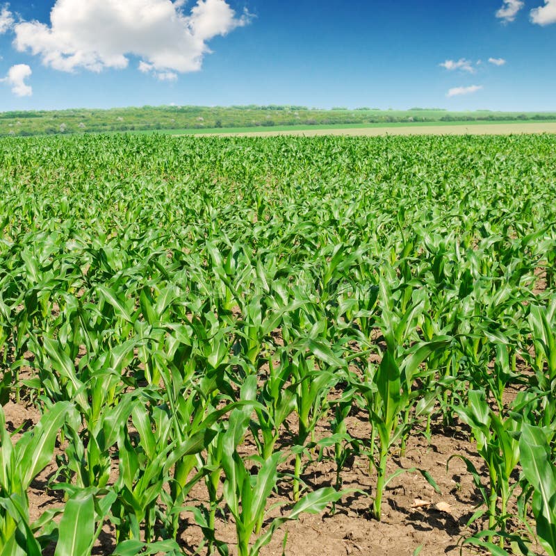 Green Corn Field and Bright Sunrise on a Blue Sky Stock Photo - Image ...